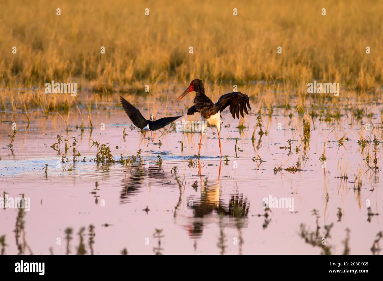 Sunset nature and birds. Sunset colors background Stock Photo - Alamy