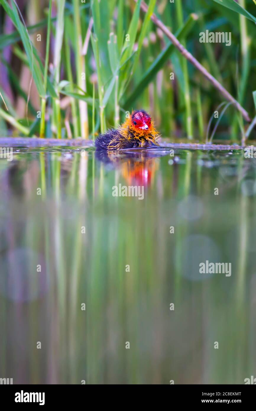 Water nature and birds. Colorful nature background Stock Photo - Alamy