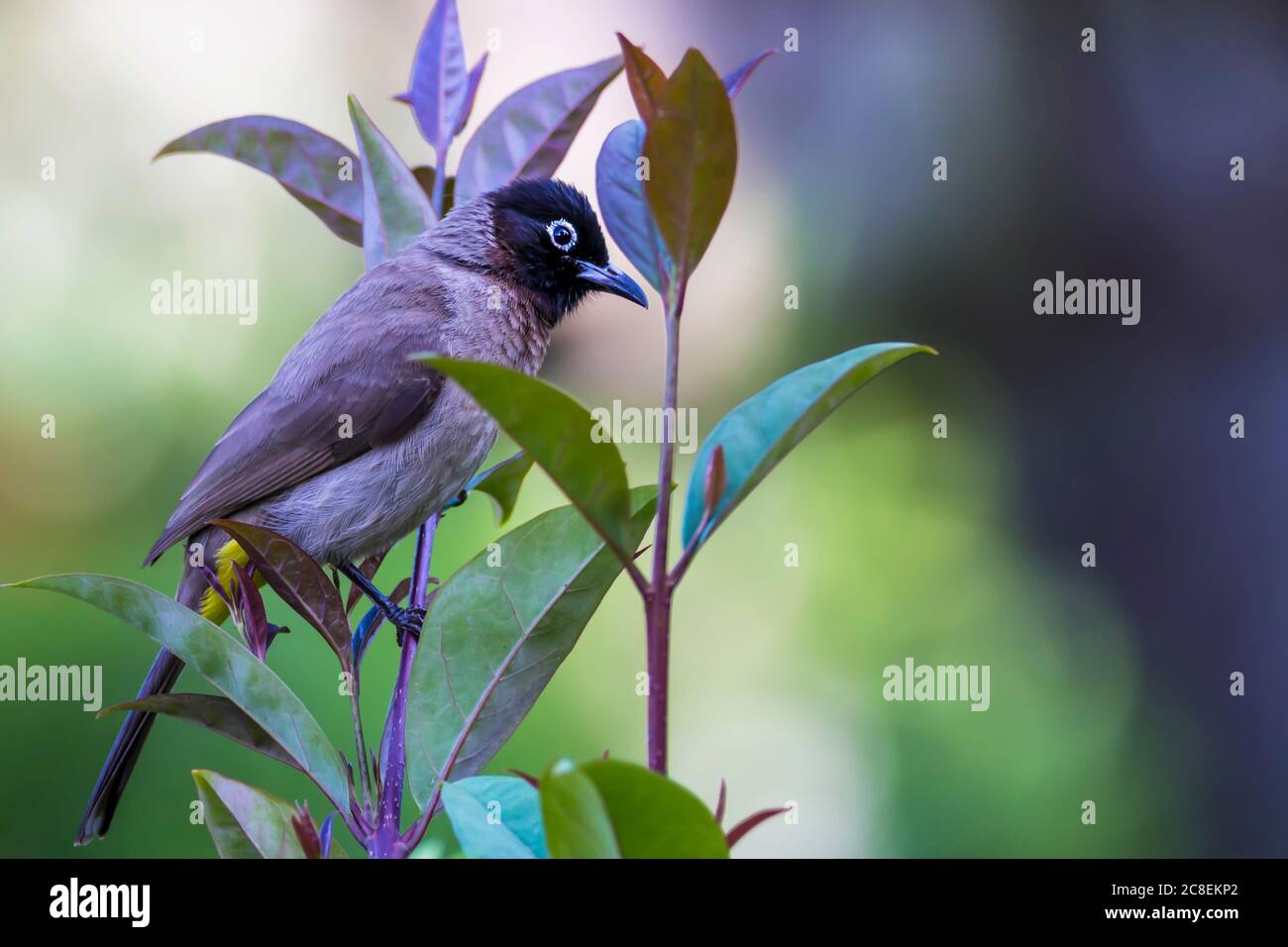 White spectacled Bulbul. Green nature background. Pycnonotus ...