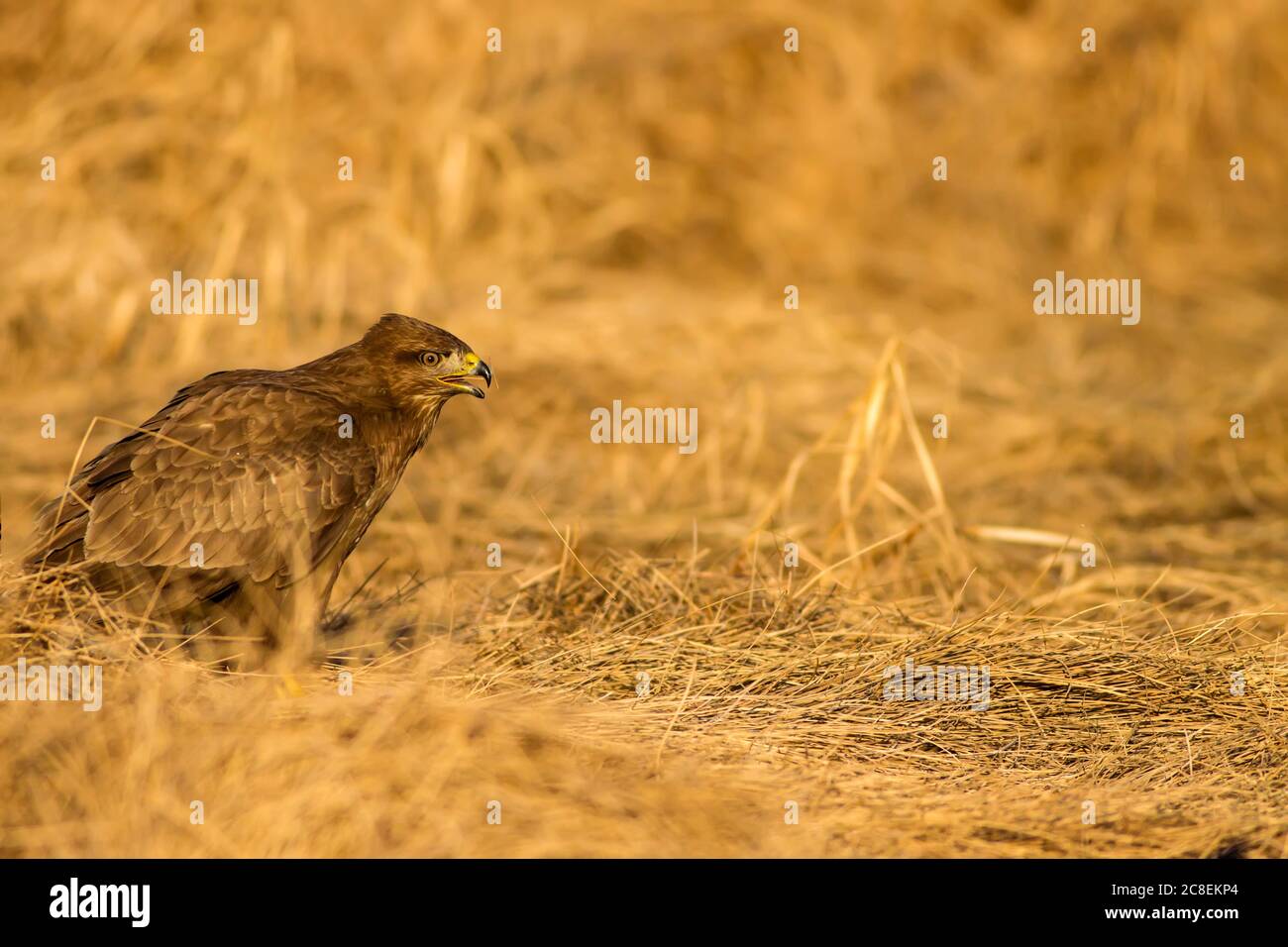 Buzzard. Dry yellow grass background. Bird: Common Buzzard. Buteo buteo ...