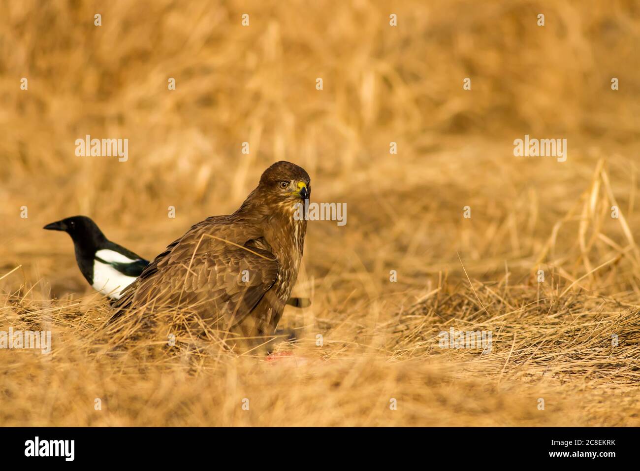 Buzzard. Dry yellow grass background. Bird: Common Buzzard. Buteo buteo ...