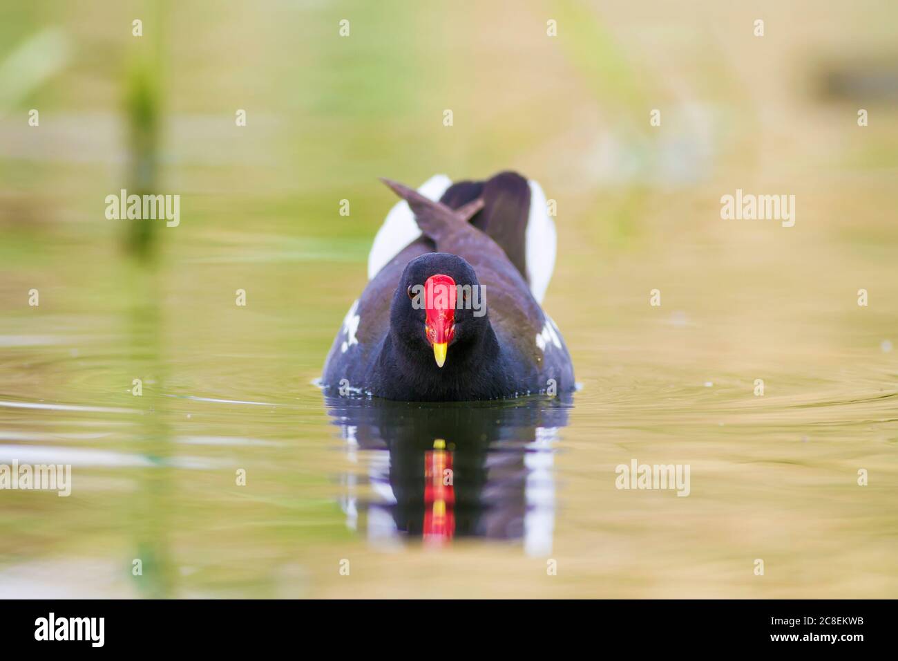 Nature and bird. Cute colorful water bird. Lake habitat and green ...