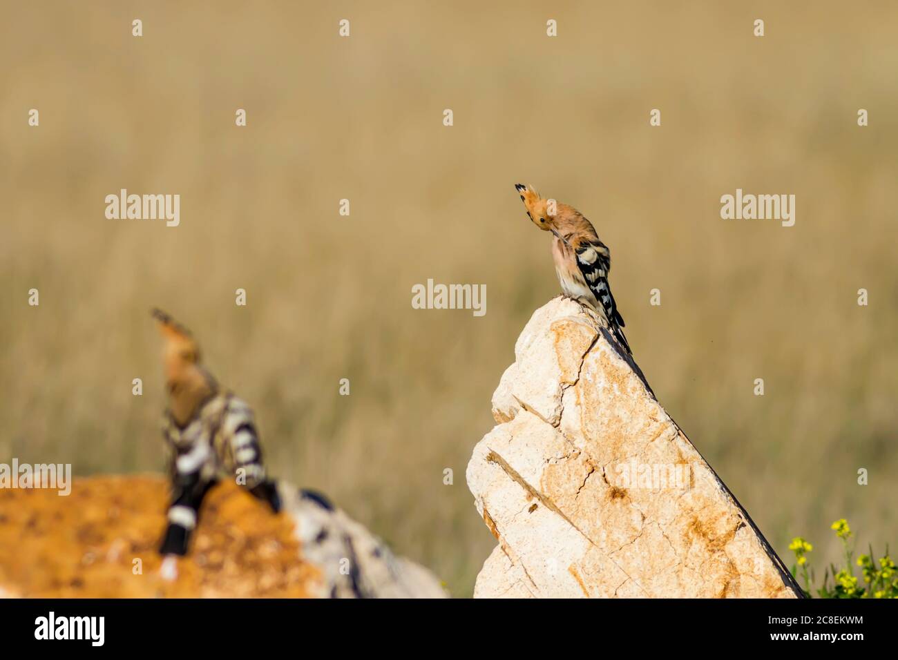 Cute bird hoopoe. Yellow nature background. Bird: Eurasian Hoopoe Upupa ...