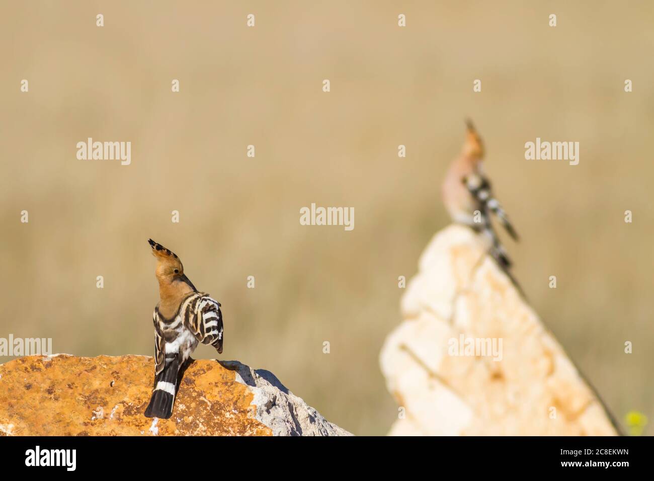 Cute bird hoopoe. Yellow nature background. Bird: Eurasian Hoopoe Upupa ...