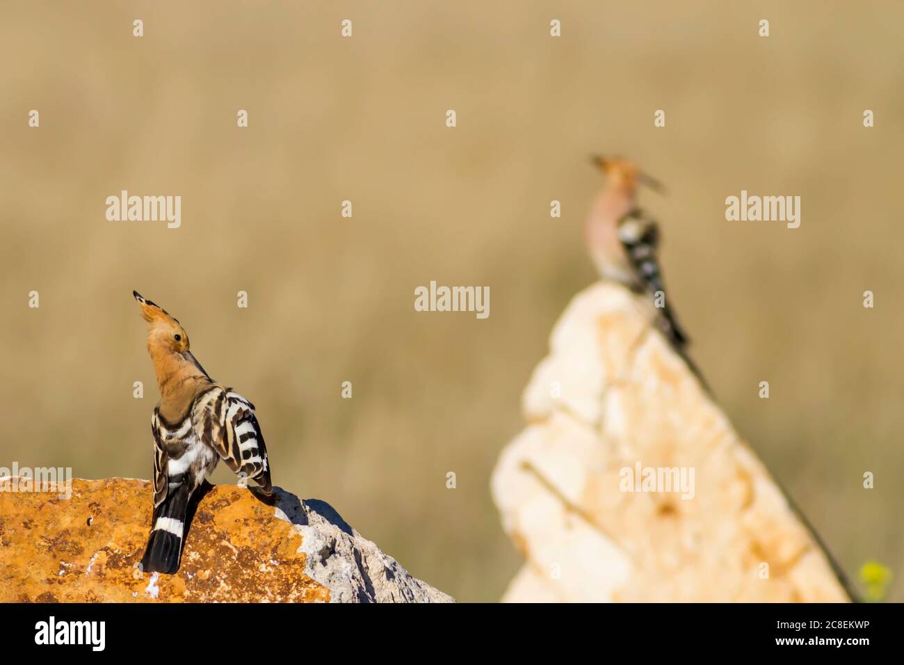 Cute bird hoopoe. Yellow nature background. Bird: Eurasian Hoopoe Upupa ...
