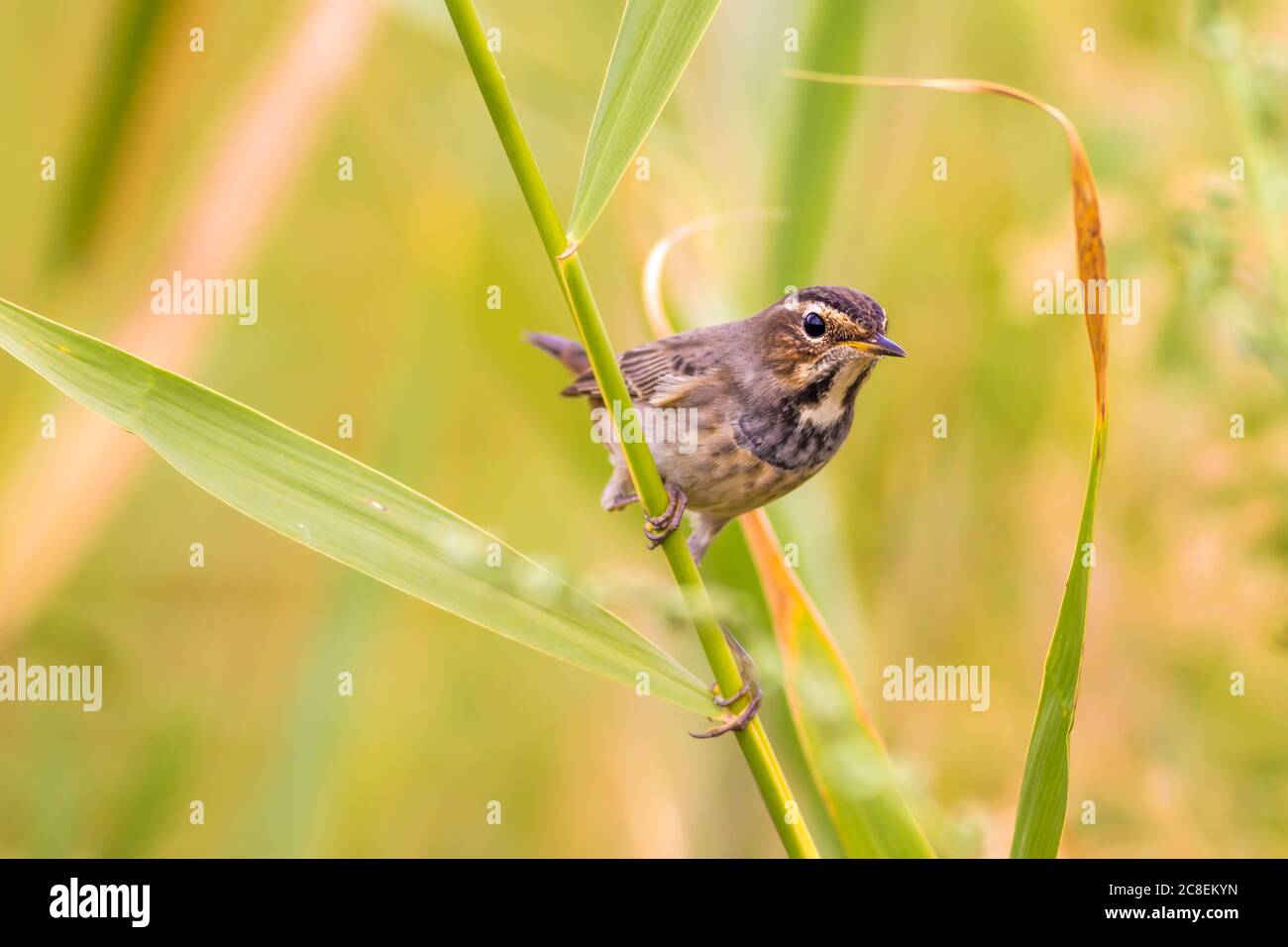 Cute little bird. Colorful nature background. Isolated bird Stock Photo ...