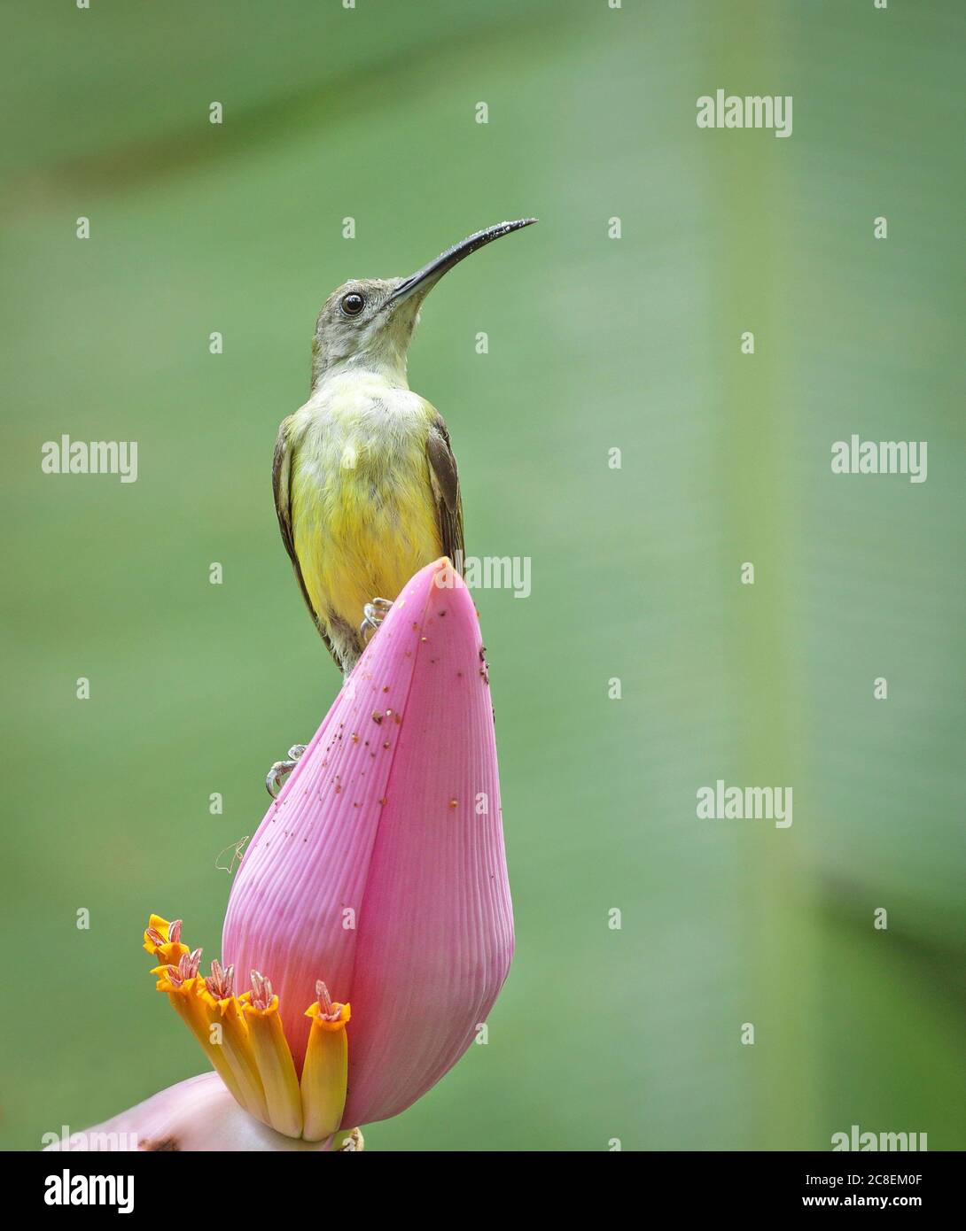 Birds of bangladesh hi-res stock photography and images - Alamy