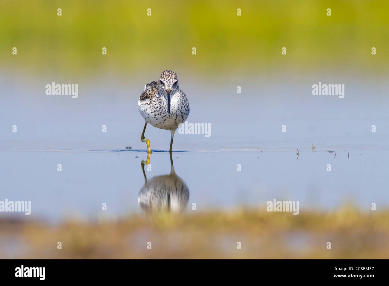 Water and bird. Sandpiper. Colorful nature background. Bird: Wood ...
