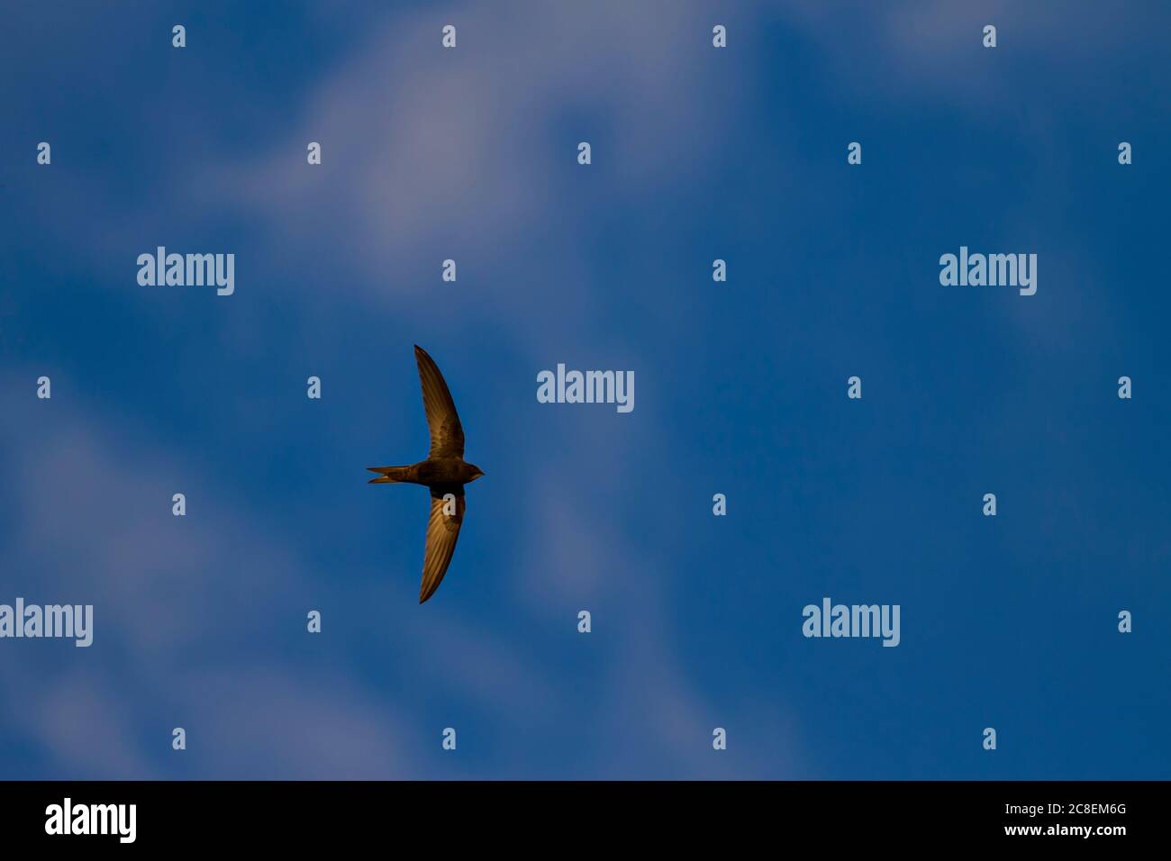 Flying bird. Common Swift. Blue sky background Stock Photo - Alamy