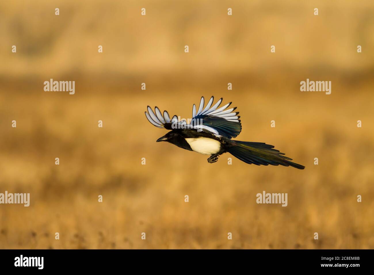 Magpie Flying High Resolution Stock Photography and Images - Alamy