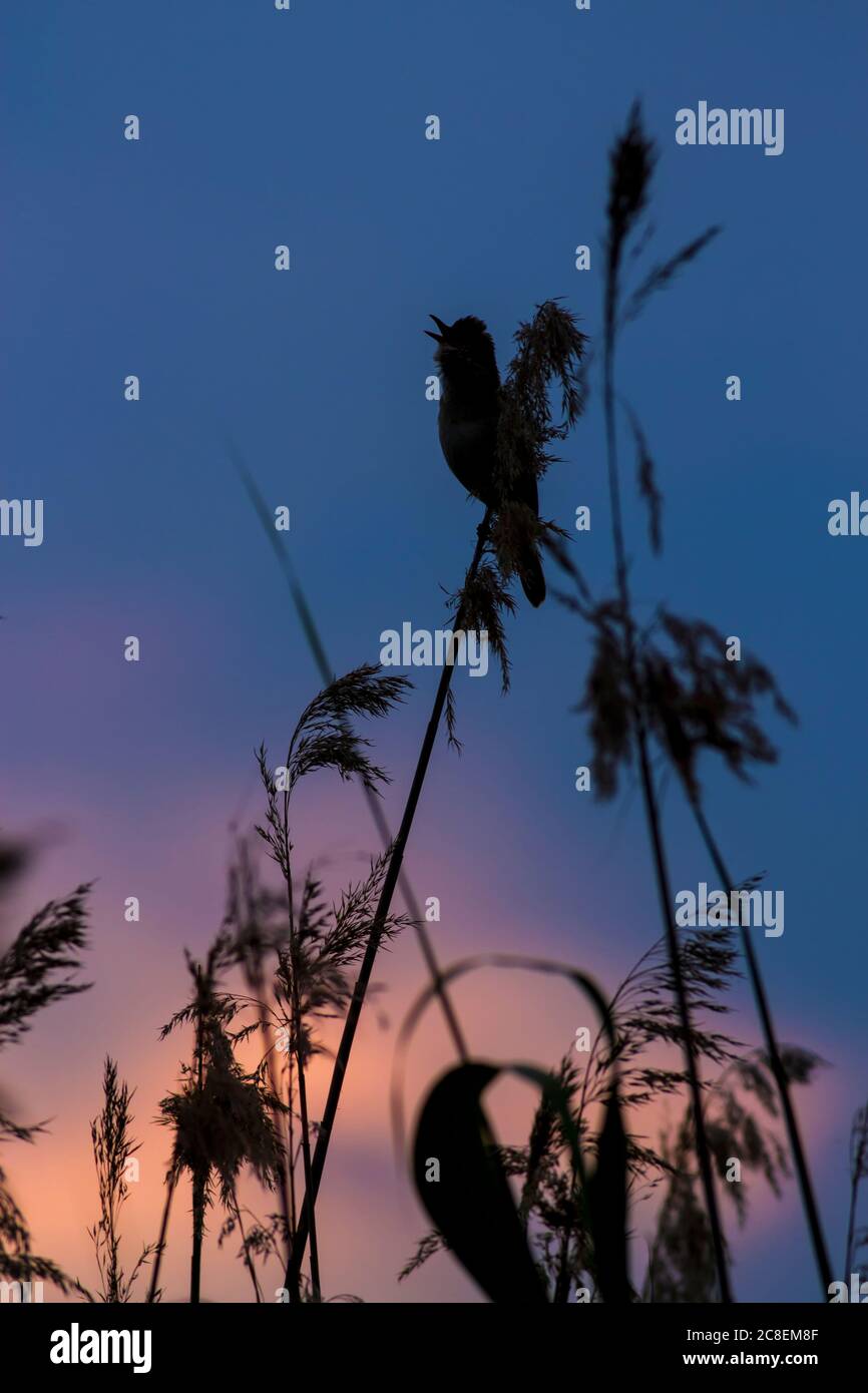 Singing bird. Sunset nature background Stock Photo - Alamy