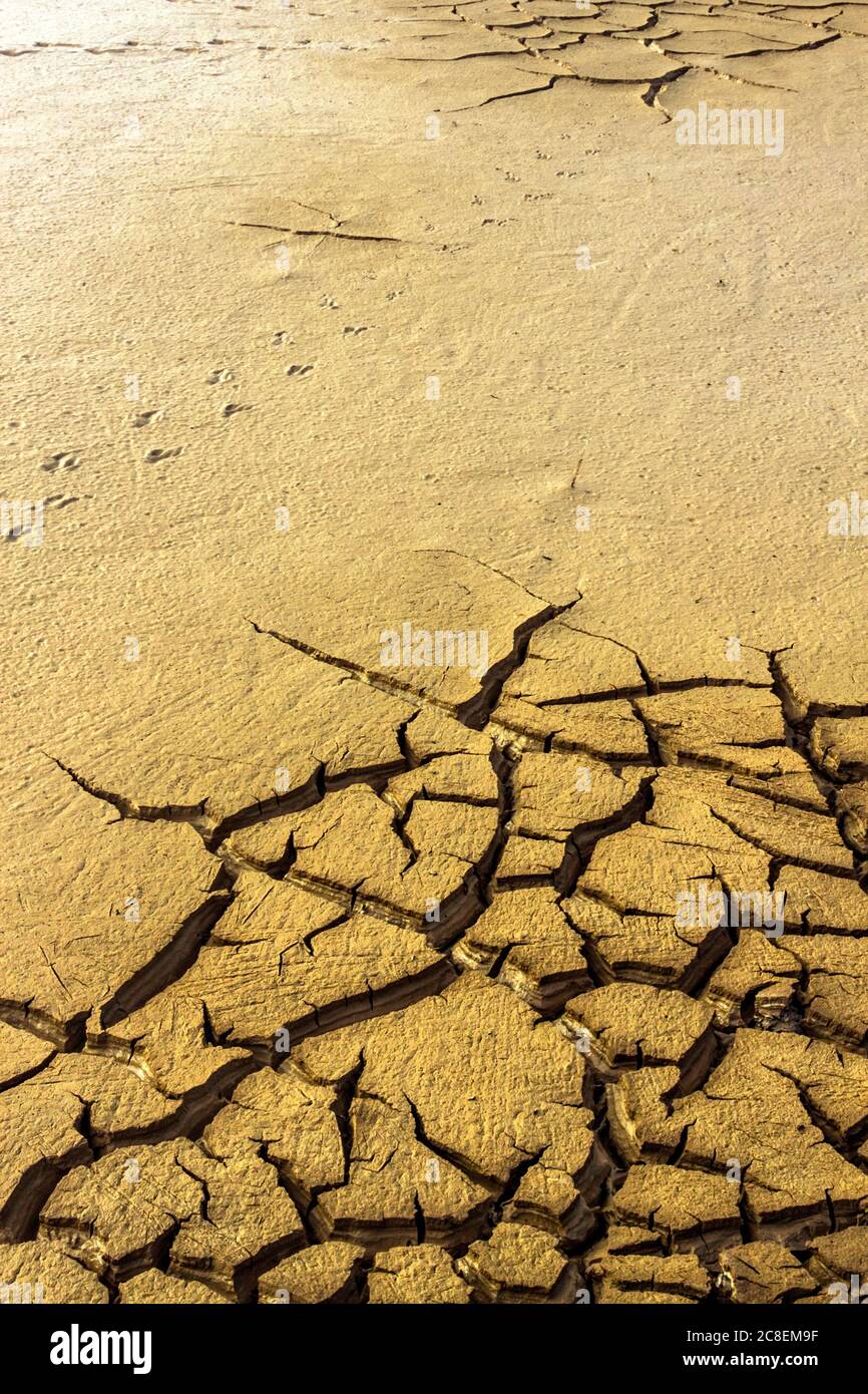 Dry land and birds footprint. Brown yellow dry soil. Cracked ground ...
