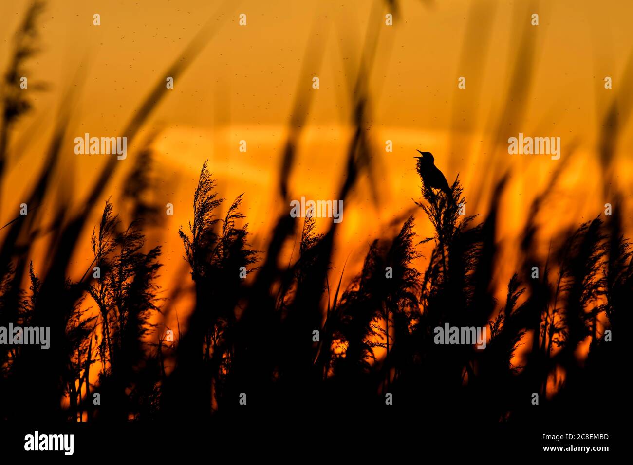 Singing bird. Sunset nature background Stock Photo - Alamy