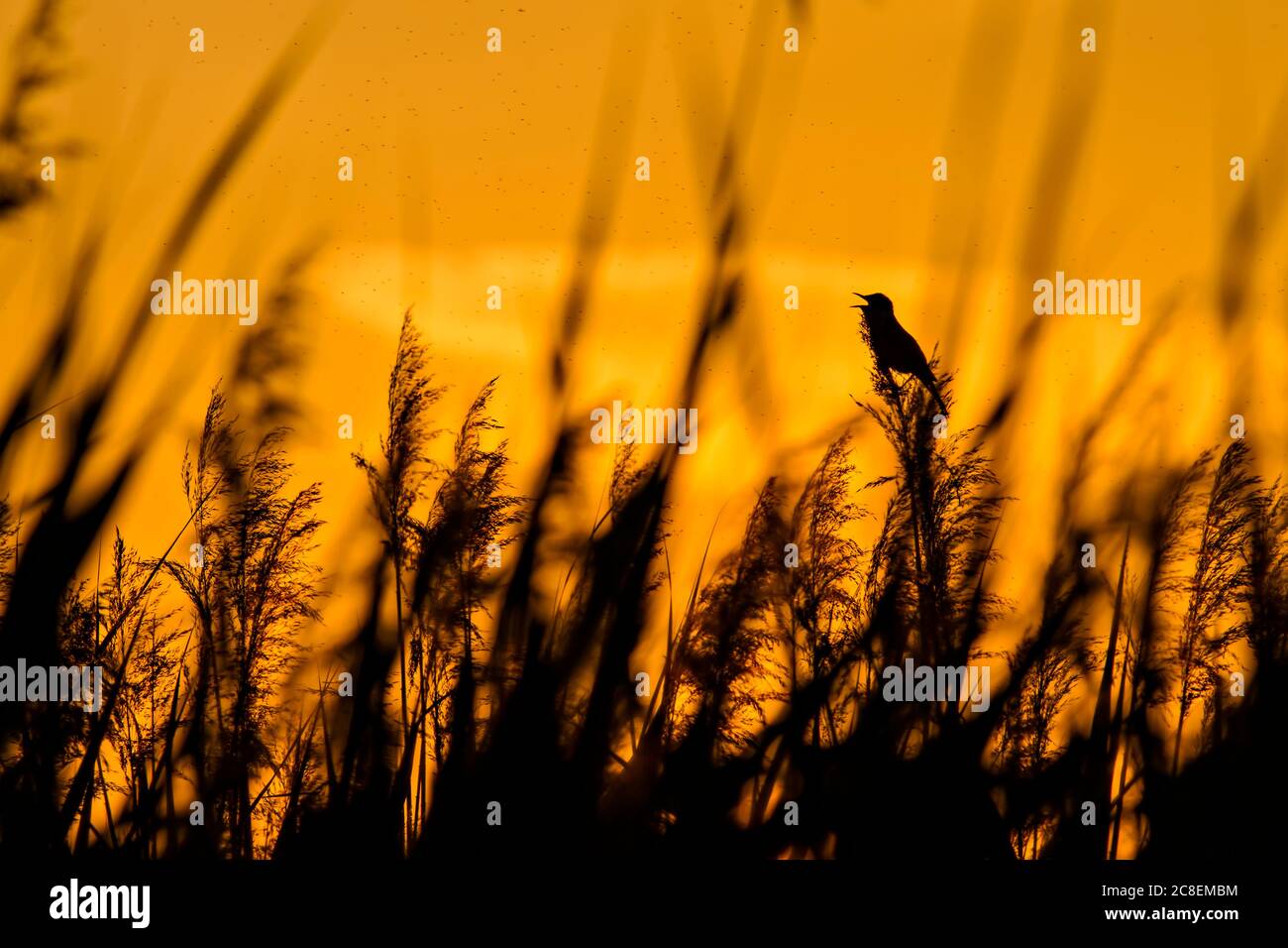 Singing bird. Sunset nature background Stock Photo - Alamy