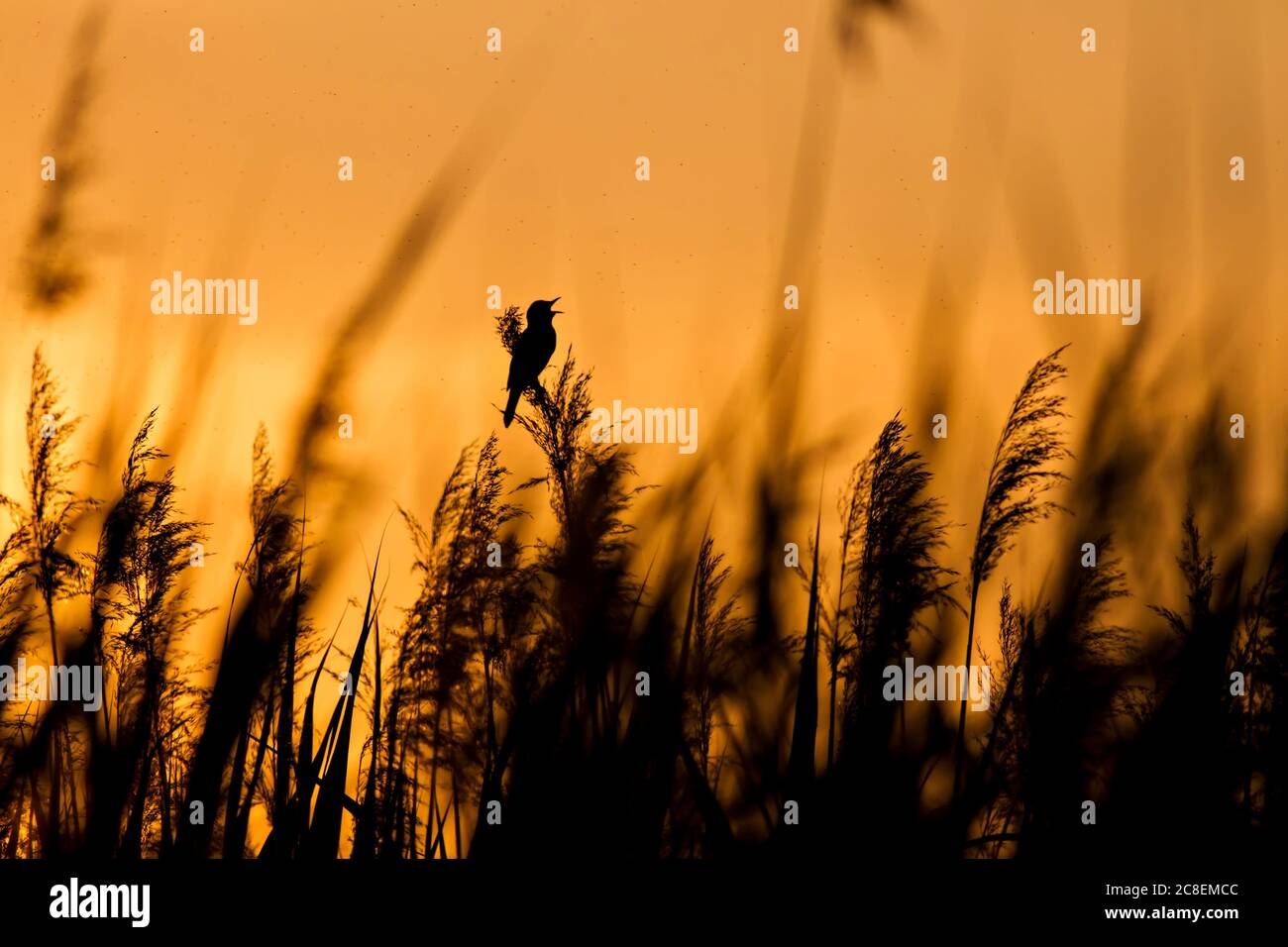 Singing bird. Sunset nature background Stock Photo - Alamy