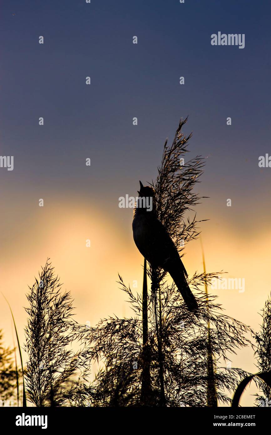 Singing bird. Sunset nature background Stock Photo - Alamy