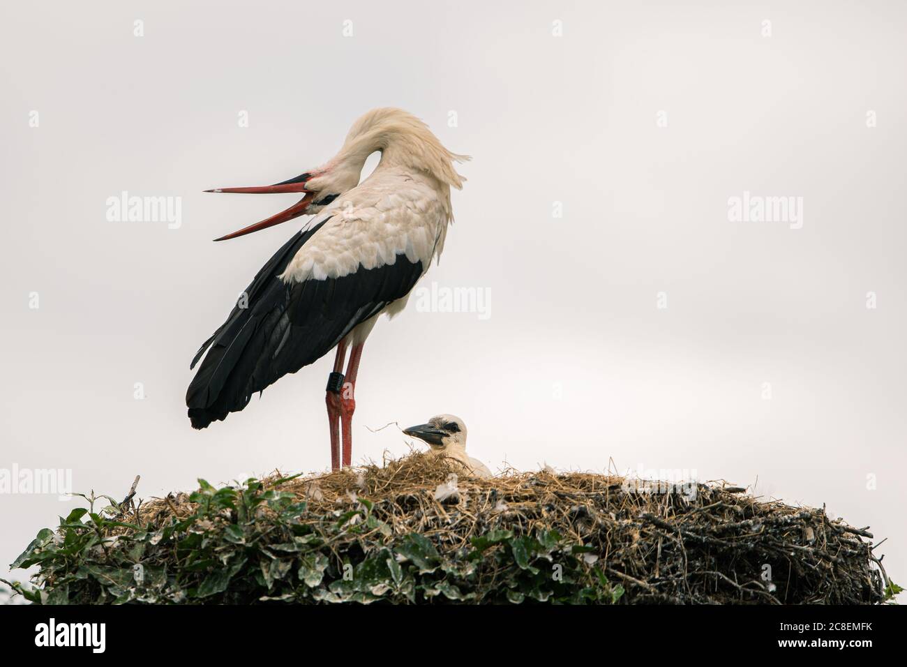Stork care station hi-res stock photography and images - Alamy