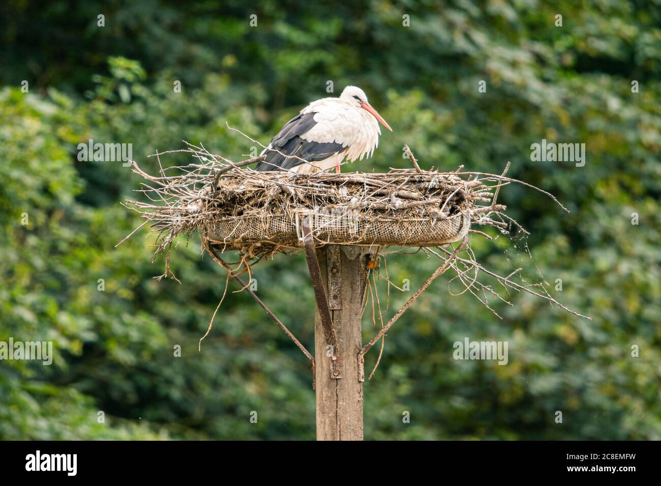 Stork Care Station High Resolution Stock Photography and Images - Alamy