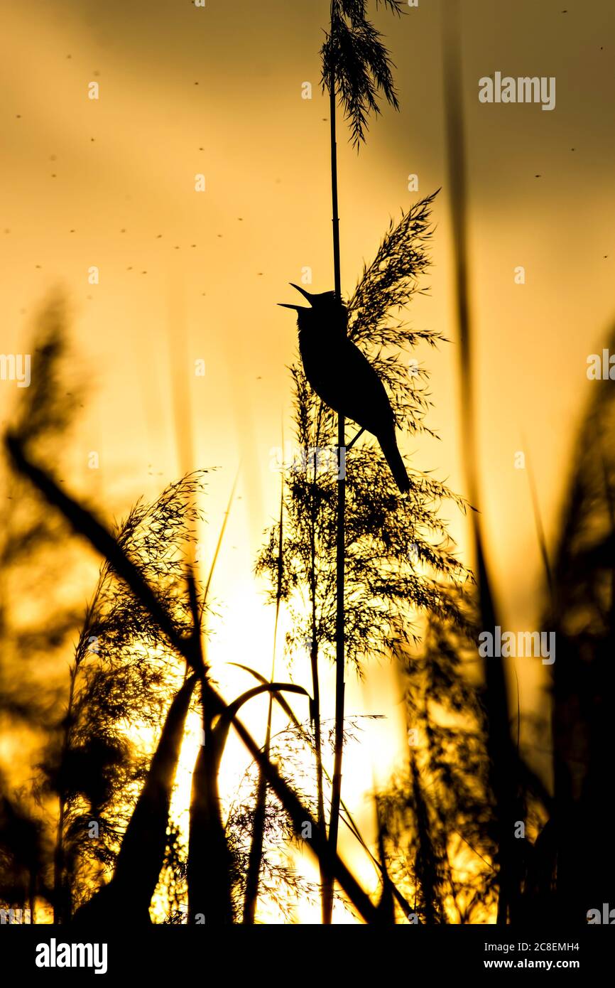 Singing bird. Sunset nature background Stock Photo - Alamy