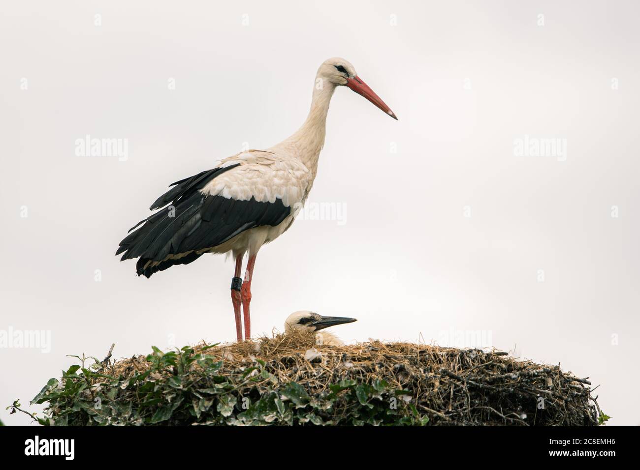 Stork care station hi-res stock photography and images - Alamy