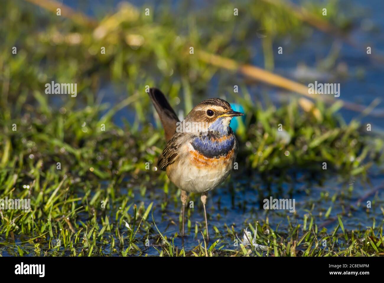 Cute little bird. Colorful nature background. Isolated bird Stock Photo ...