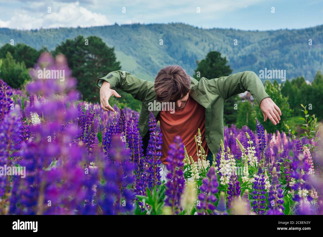 Tall handsome man standing on lupine flowers field Stock Photo - Alamy