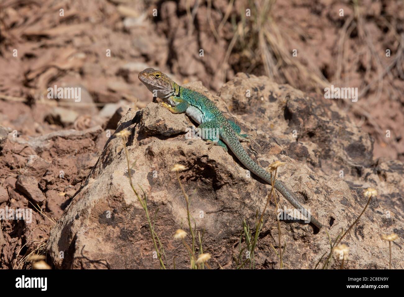 Adult female Eastern Collared Lizard (Crotaphytus collaris) from ...
