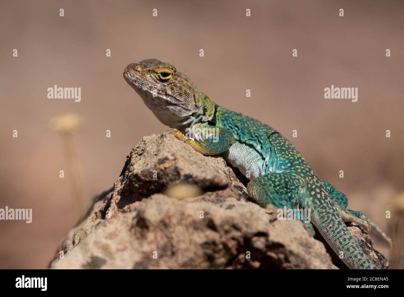 Adult female Eastern Collared Lizard (Crotaphytus collaris) from Garfield County, Colorado, USA ...