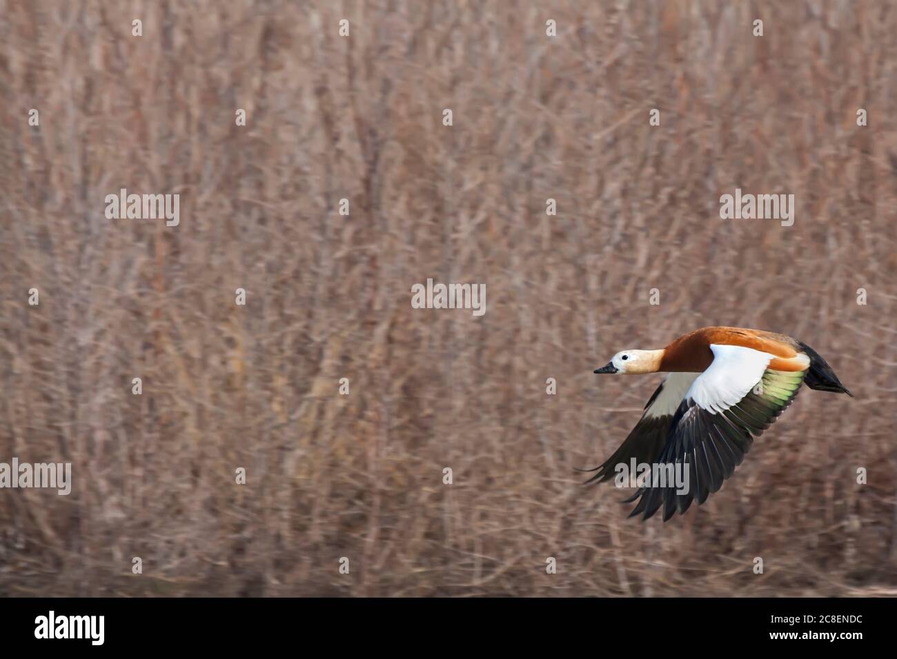 Flying shelduck hi-res stock photography and images - Alamy