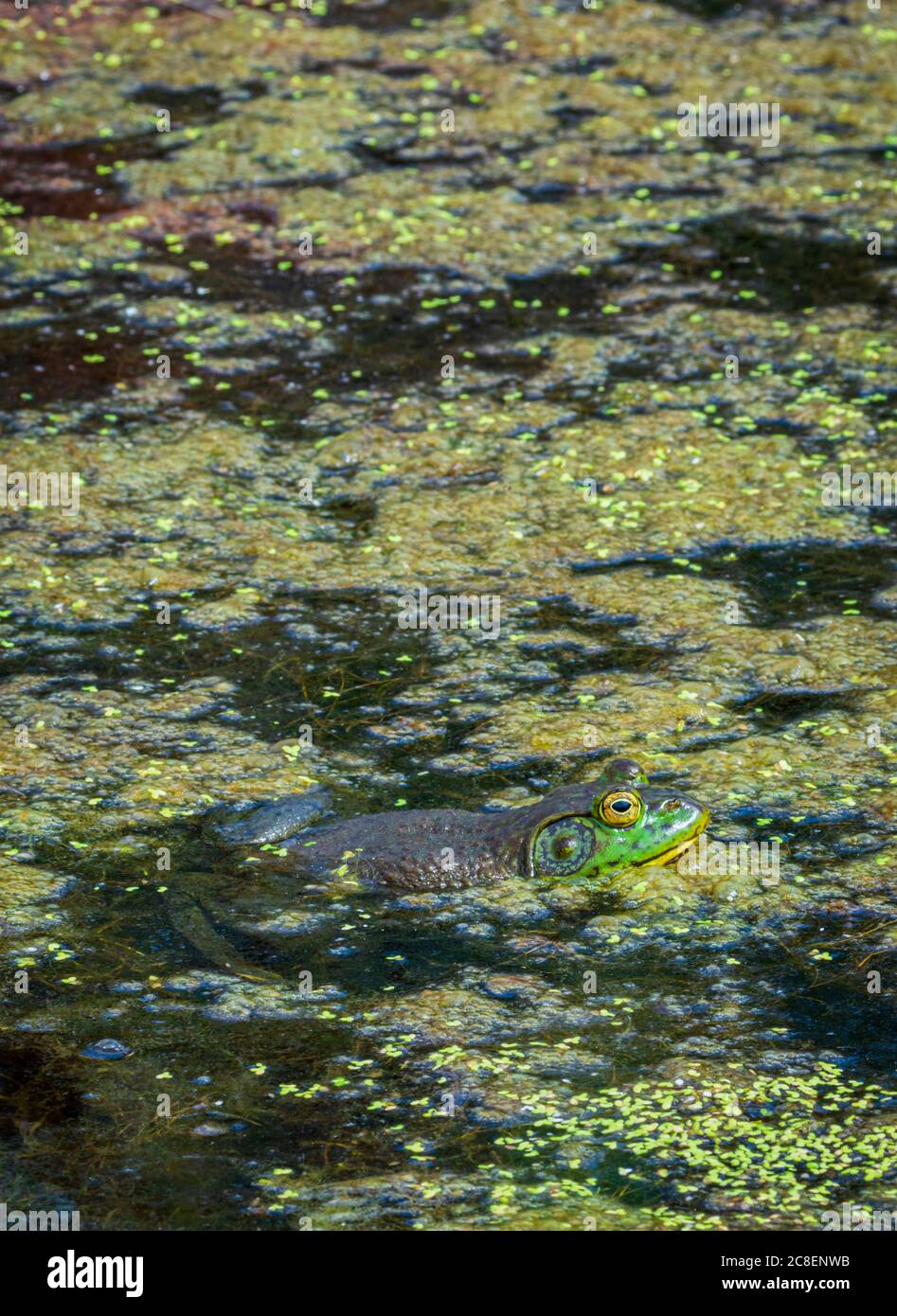 Male American Bullfrog resting on surface of wetlands marsh among ...