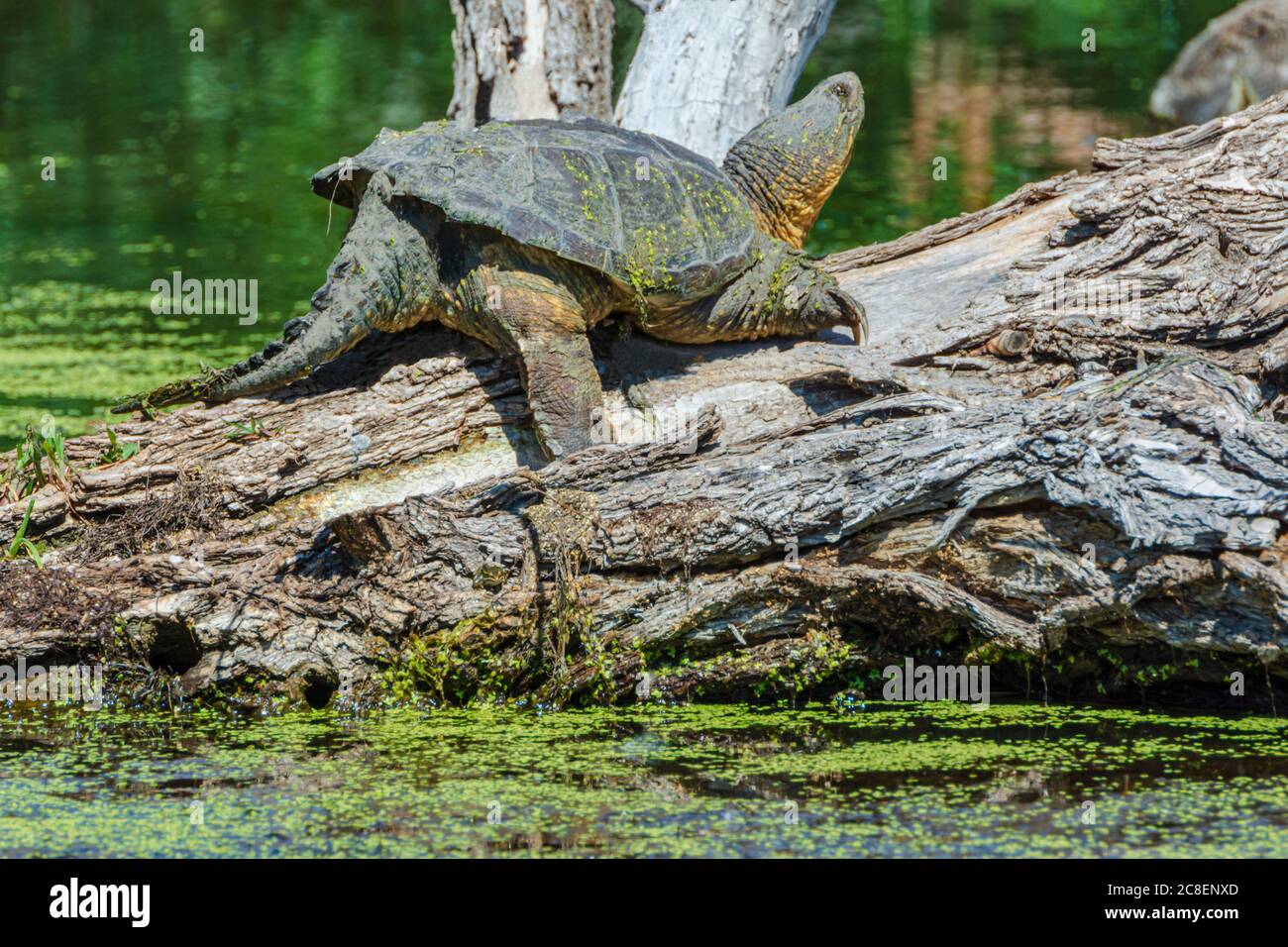 Common Snapping Turtle basking in morning sunlight on partially ...