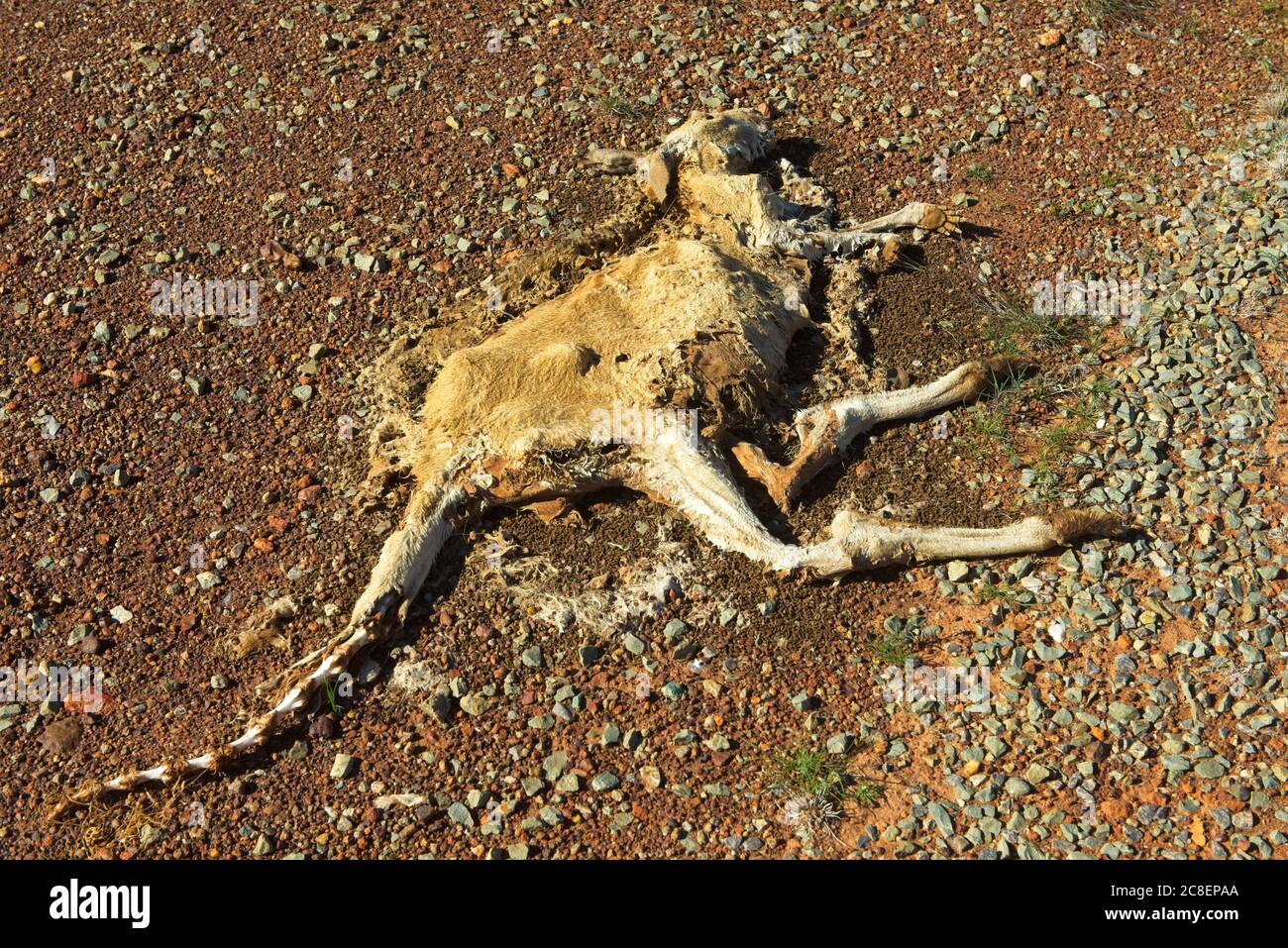 Wildlife accident hi-res stock photography and images - Alamy