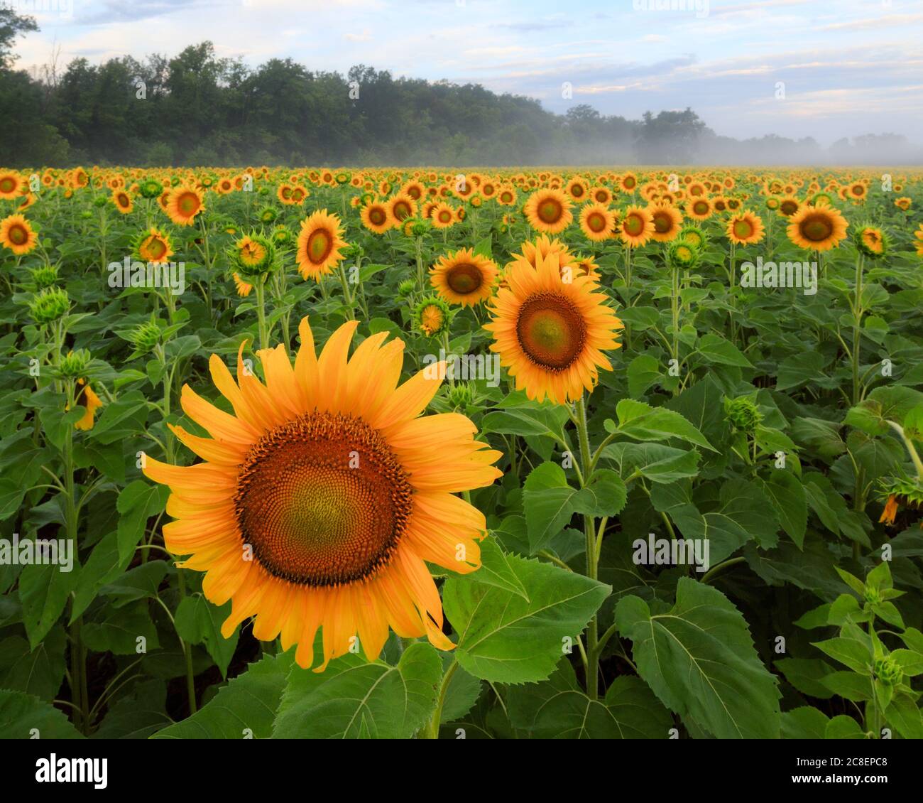 Sunflower Field Sunrise