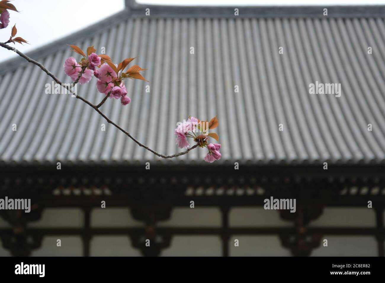sakura blossoms before the building of a temple in Nara of Japan, the ...