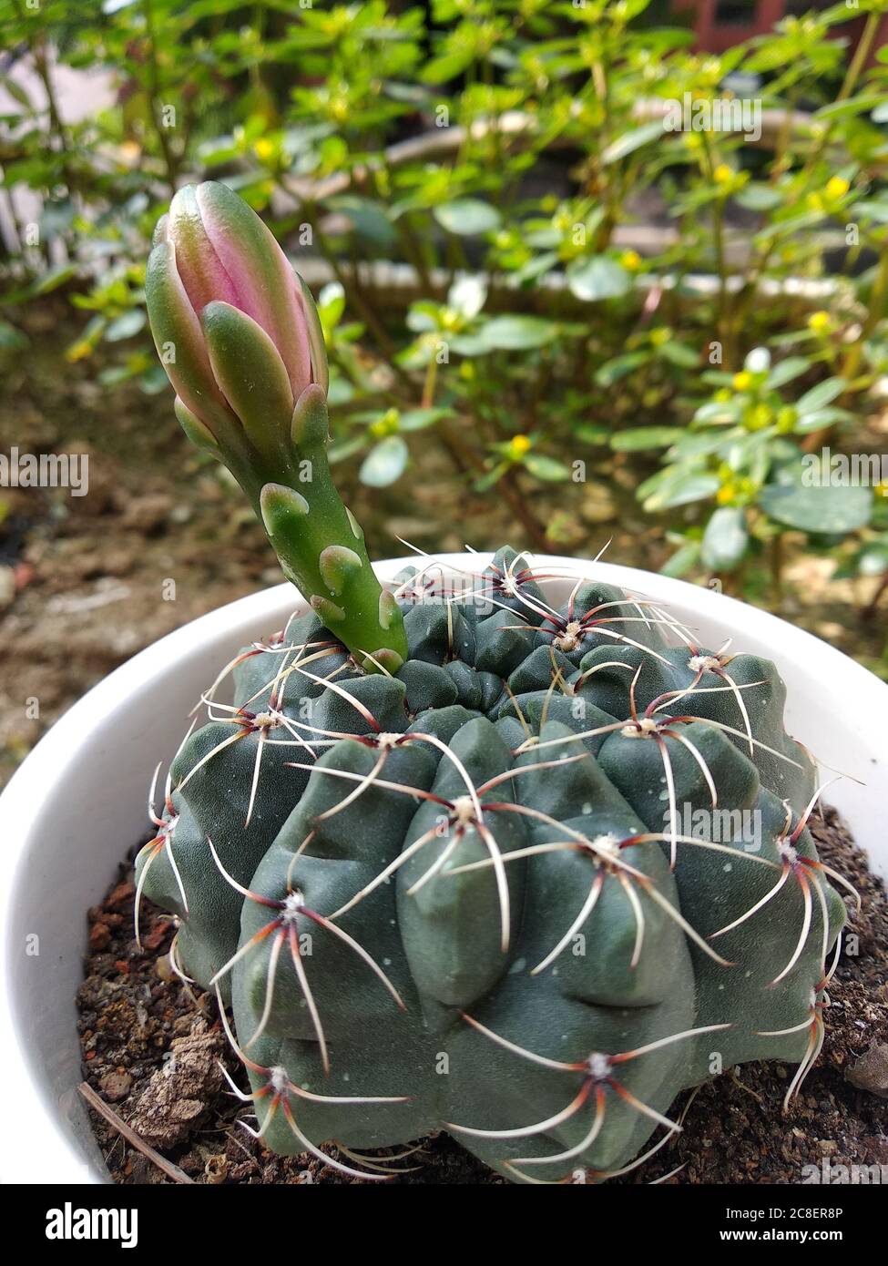 the bud of cactus ready to blossom in the garden Stock Photo - Alamy