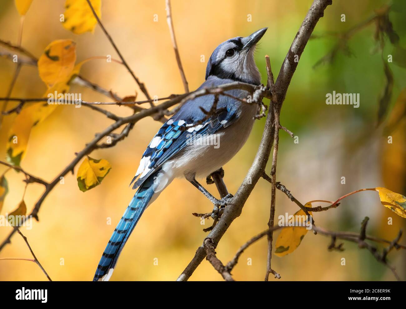 Blue Jay Feathers High Resolution Stock Photography and Images - Alamy