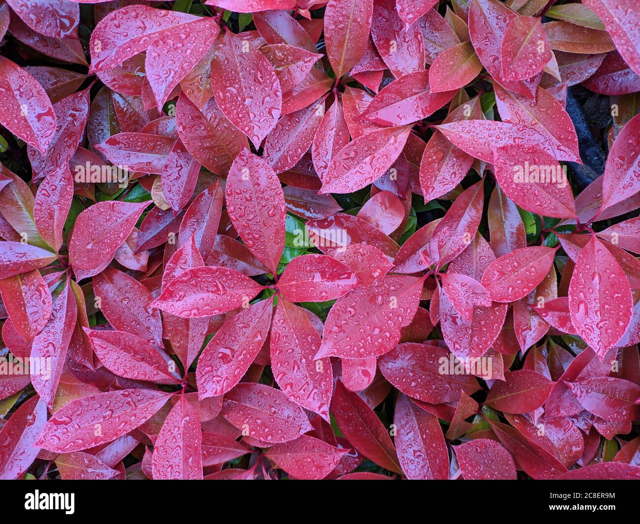 Bright red new leaves hi-res stock photography and images - Alamy