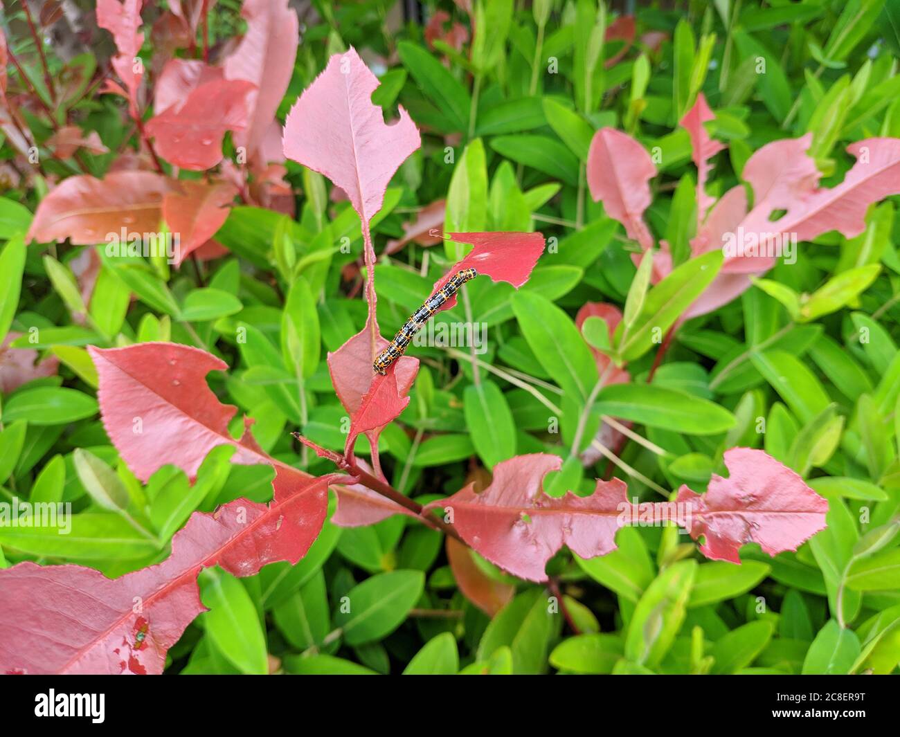black orange insect eat fresh leaves Stock Photo - Alamy
