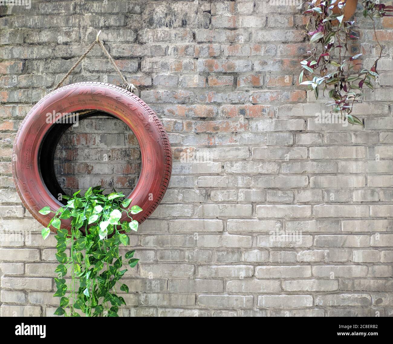 old wall with flowers in abandoned tyre Stock Photo - Alamy