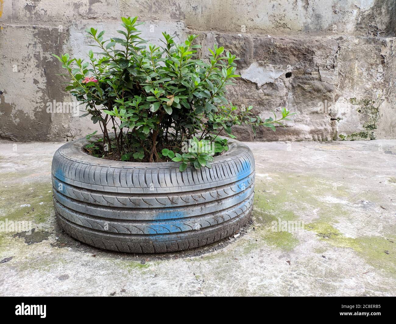 plants in the flowerpot made from a tyre Stock Photo - Alamy