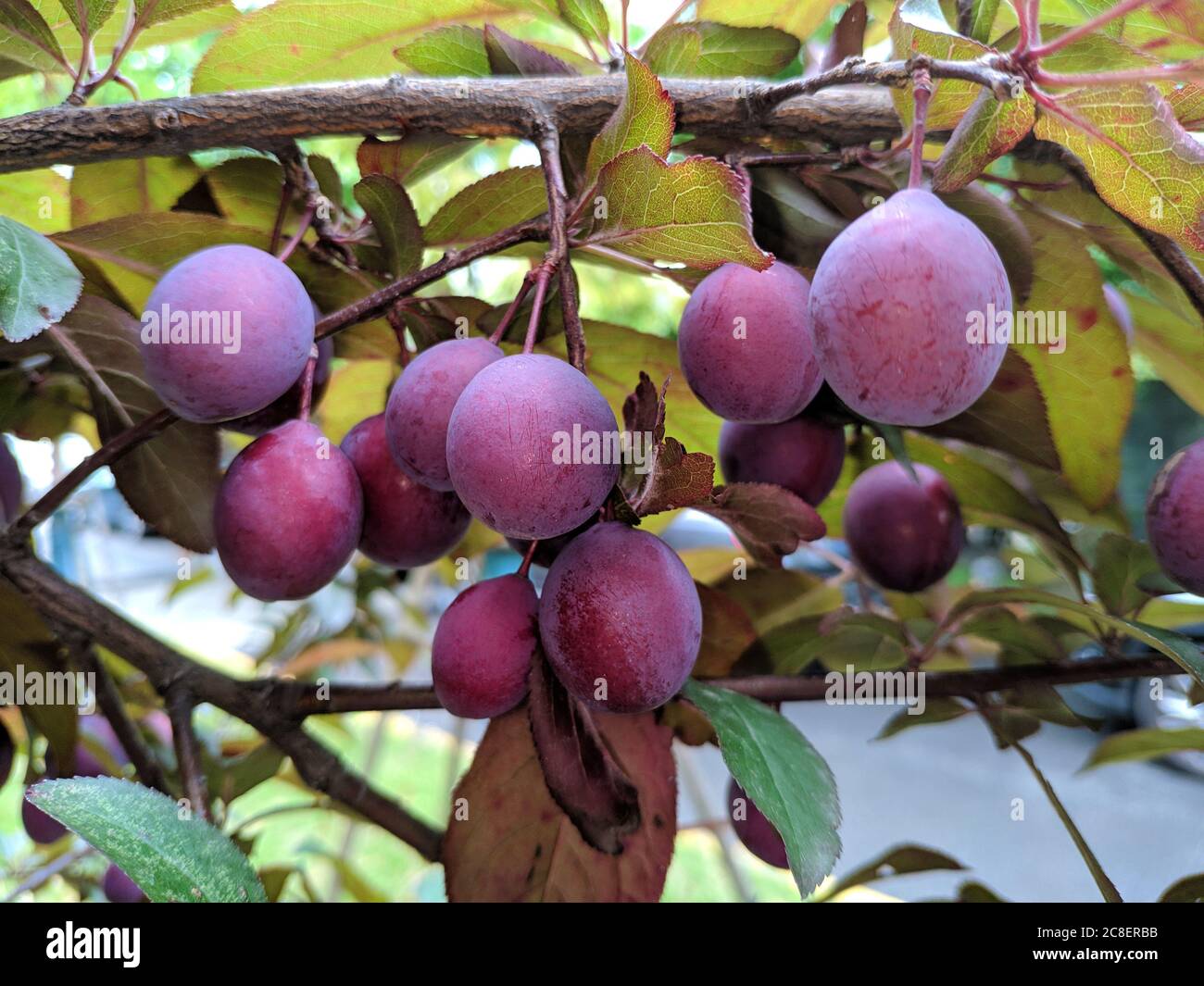Prune summer garden hi-res stock photography and images - Alamy