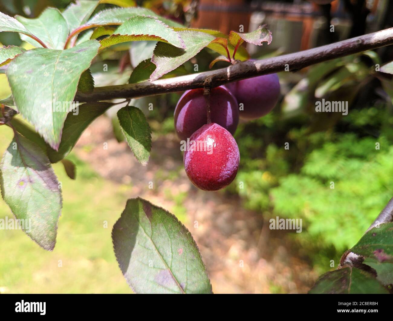 little fresh red plum fruit on the tree under sunlight in the garden ...