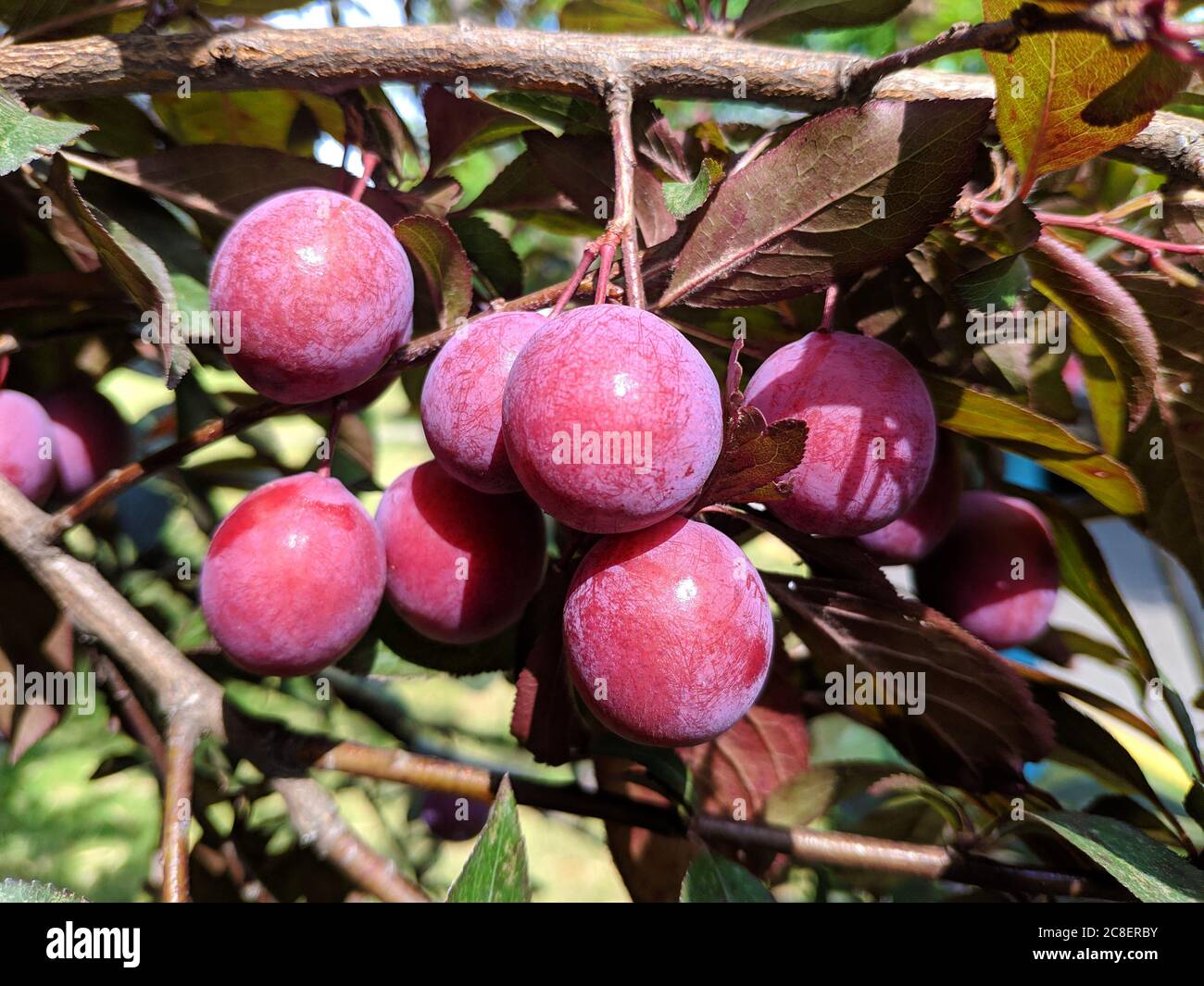 Plum tree summer prune hi-res stock photography and images - Alamy