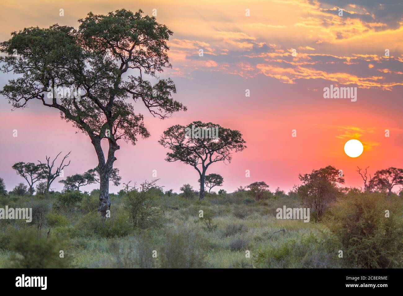 African savanna trees and grass hi-res stock photography and images - Alamy