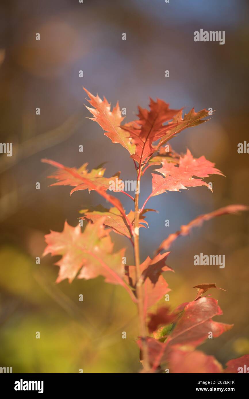 Brightly brown, red and orange colored american oak (Quercus rubra ...