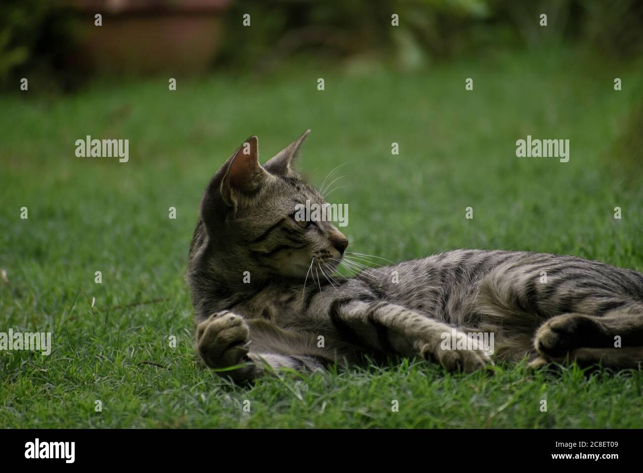 A beautiful closeup photograph of a playing Kitten Stock Photo - Alamy