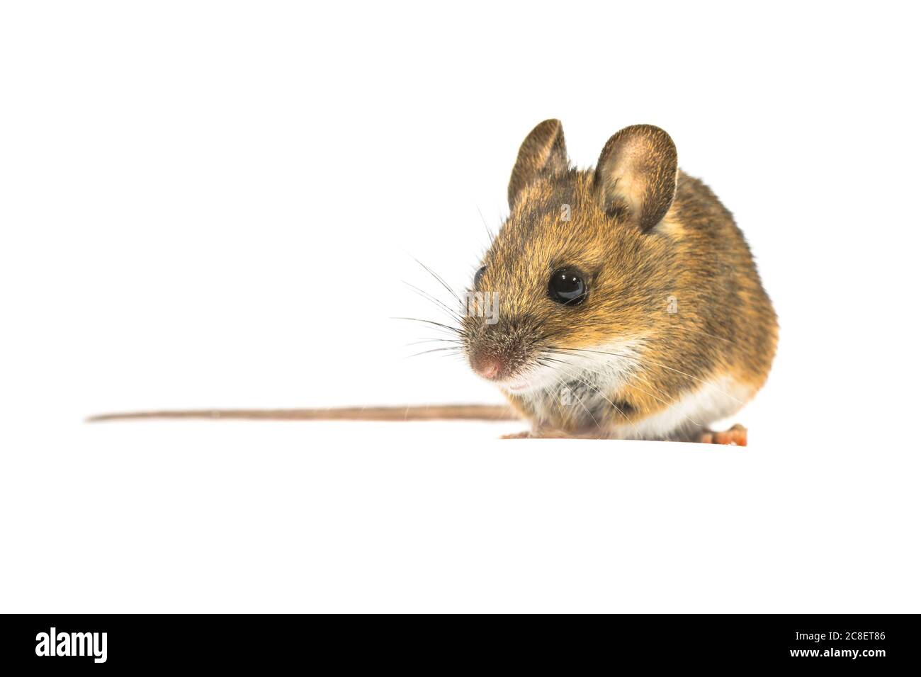 Mous face hi-res stock photography and images - Alamy