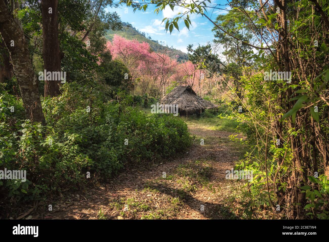 The scenery of an isolated hut in a coffee plantation with Wild ...
