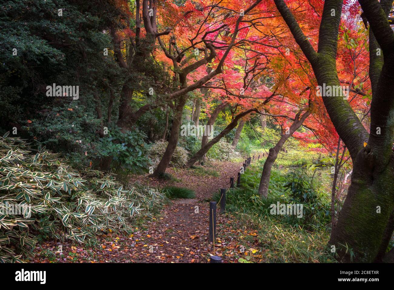 Urban forest in downtown tokyo hi-res stock photography and images - Alamy