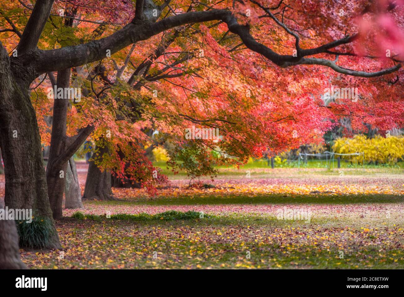 The scenery of the Tokyo park in the autumn season that plenty of ...